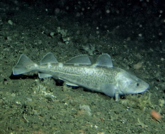 FIS - Companies & Products - Introducing the New Pacific Cod Trawl ...