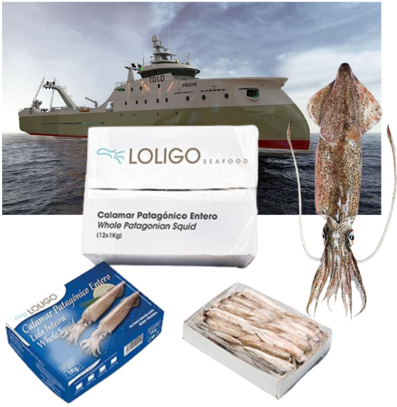Seafood Media Group - Worldnews - Falkland's reports good levels of ...