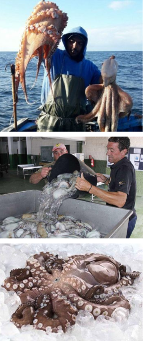 Seafood Media Group - Worldnews - Globefish report on the global ...