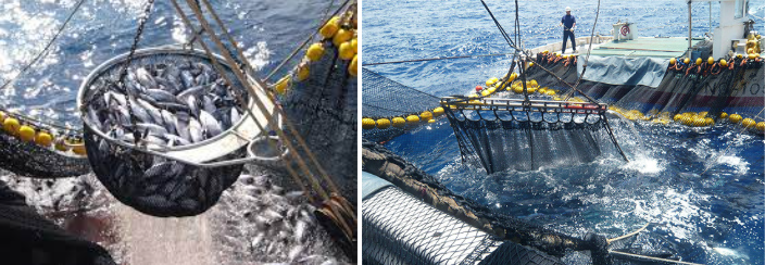 Seafood Media Group - Worldnews - FAO-Globefish - Tuna Market Overview