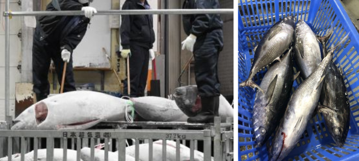 Seafood Media Group - Worldnews - FAO-Globefish - Tuna Market Overview