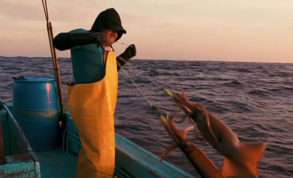 FIS - Worldnews in Brief - IN BRIEF - Peru: Jumbo Squid Catch Quota ...