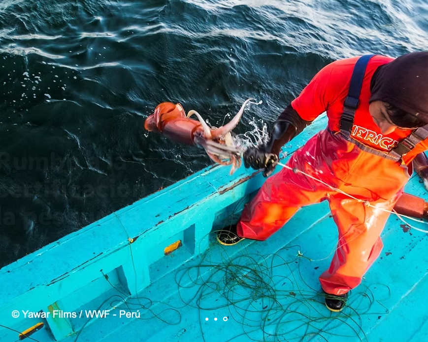 Seafood Media Group - Worldnews - Peruvian Jumbo Squid Fishery Launches ...