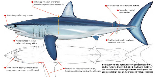 FIS - Companies & Products - Historic first rebuilding programme ...