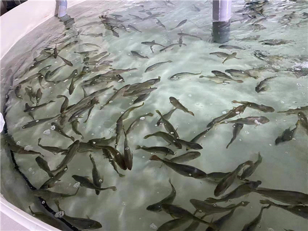 Seafood Media Group - Worldnews - The great yellow croaker can survive ...