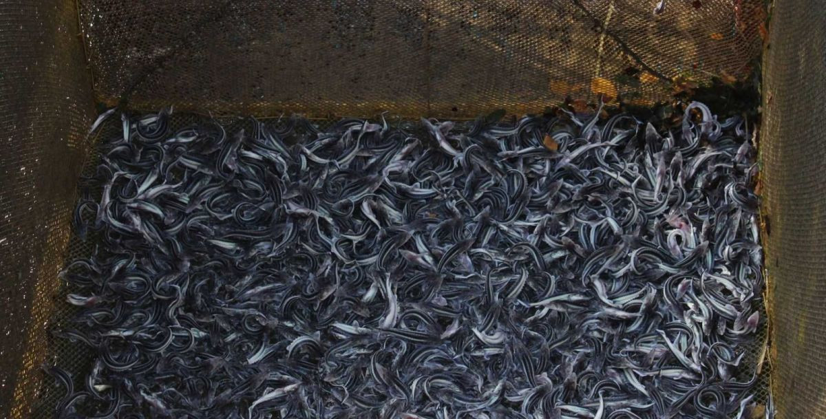 Seafood Media Group - Noticias - Más de 2 millones de alevines de ...