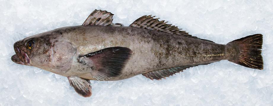 Seafood Media Group - Noticias - Investigadores descifran el cromosoma ...