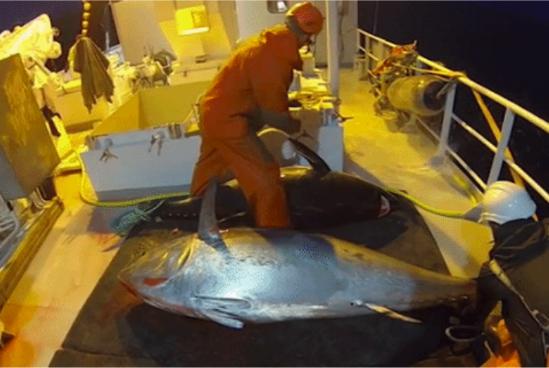 Seafood Media Group - Worldnews - More flexibility in export of bluefin ...