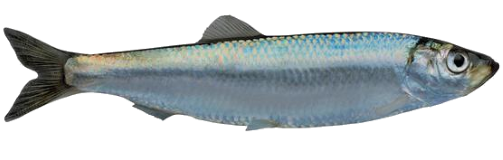 FIS - Companies & Products - The Norwegian Pelagic Fishing Course in ...