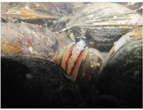 FIS - Companies & Products - EU shellfish import ban indefinite, UK ...