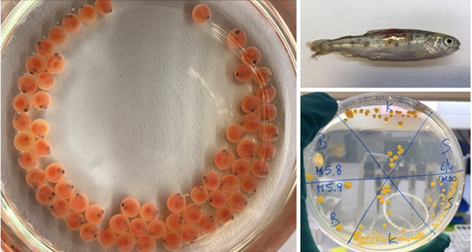 Seafood Media Group - Worldnews - Bacteriophages to fight diseases in ...