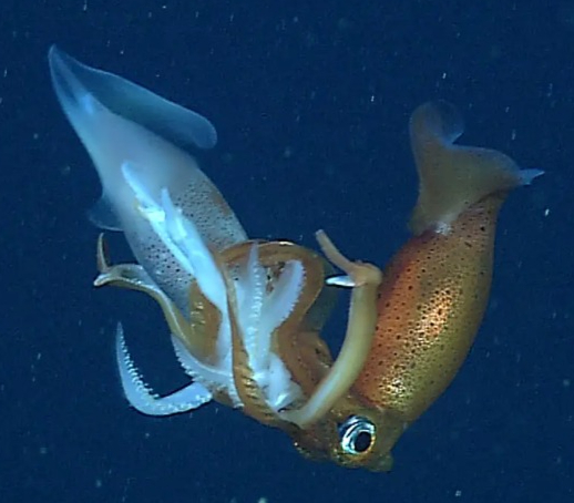 Seafood Media Group - Worldnews - The magical ability of squid