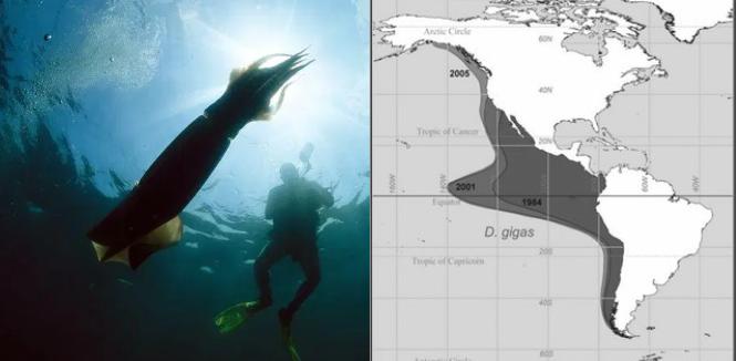 Seafood Media Group - Worldnews - Aldi brings the giant Pacific squid ...