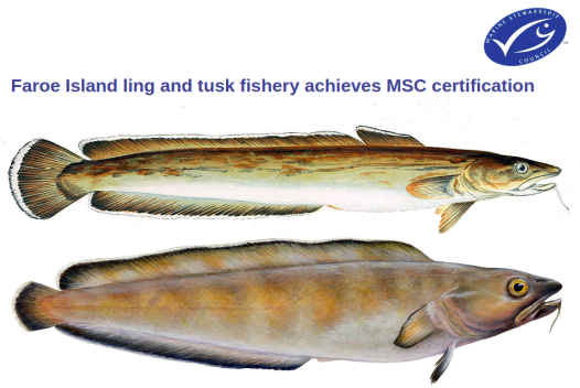 Seafood Media Group - Worldnews - Ling and tusk fishery gains MSC ...