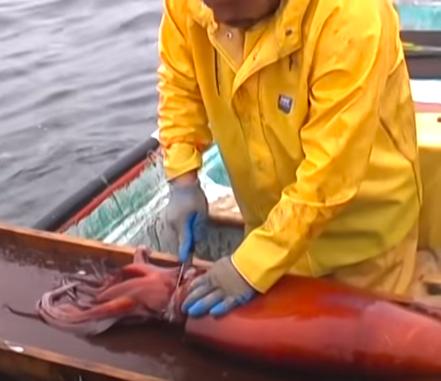 Seafood Media Group - Worldnews - Aldi brings the giant Pacific squid ...