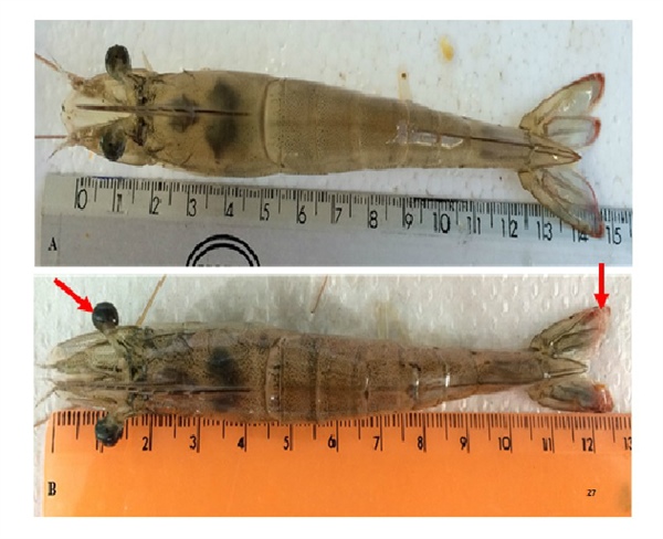 Seafood Media Group - Worldnews - This is the virus that affects shrimp ...