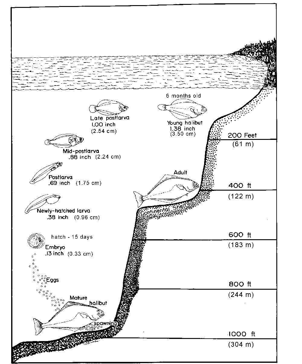Seafood Media Group - Worldnews - Halibut stocks along the Pacific ...