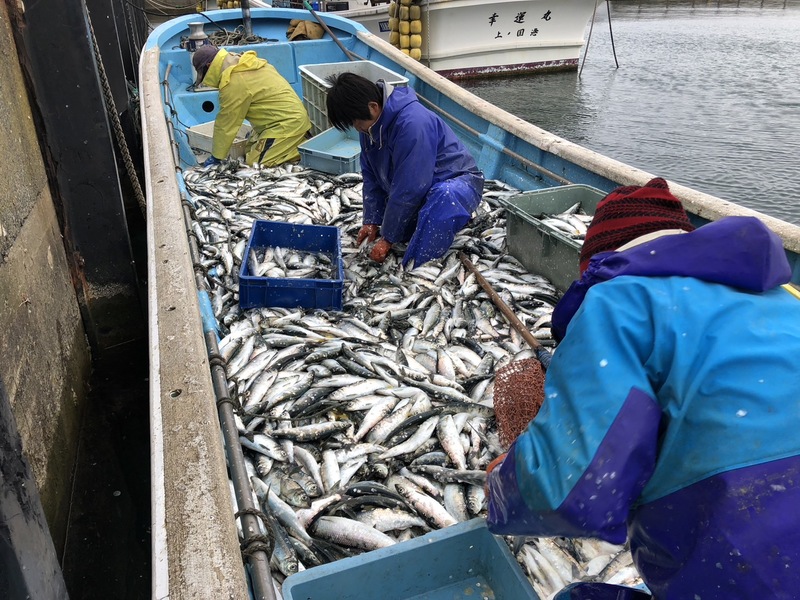 Seafood Media Group - Worldnews - 2025 Herring Fishing Season Begins in ...