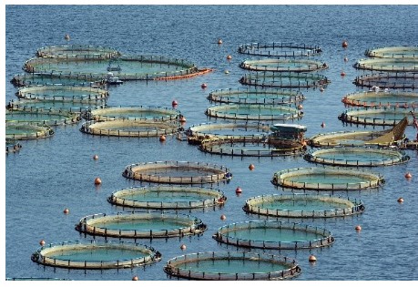 FIS - Companies & Products - Technical visits at Offshore Mariculture ...