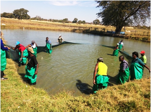 Seafood Media Group - Worldnews - Aquaculture, Covid-19 and Growing Namibia