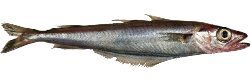 Seafood Media Group - Worldnews - The Norwegian Pelagic Fishing Course ...