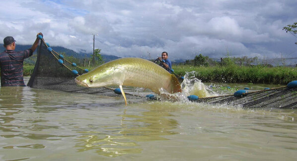 Seafood Media Group - Worldnews - Peruvian company launches cowboy ...