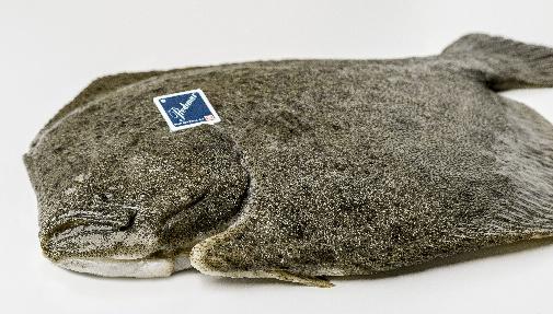 FIS - Compañías y Productos - Stolt Sea Farm expande sus operaciones de ...