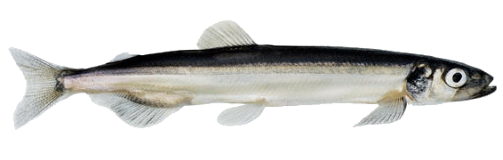 Seafood Media Group - Worldnews - The Norwegian Pelagic Fishing Course ...