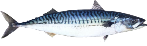 Seafood Media Group - Worldnews - The Norwegian Pelagic Fishing Course ...