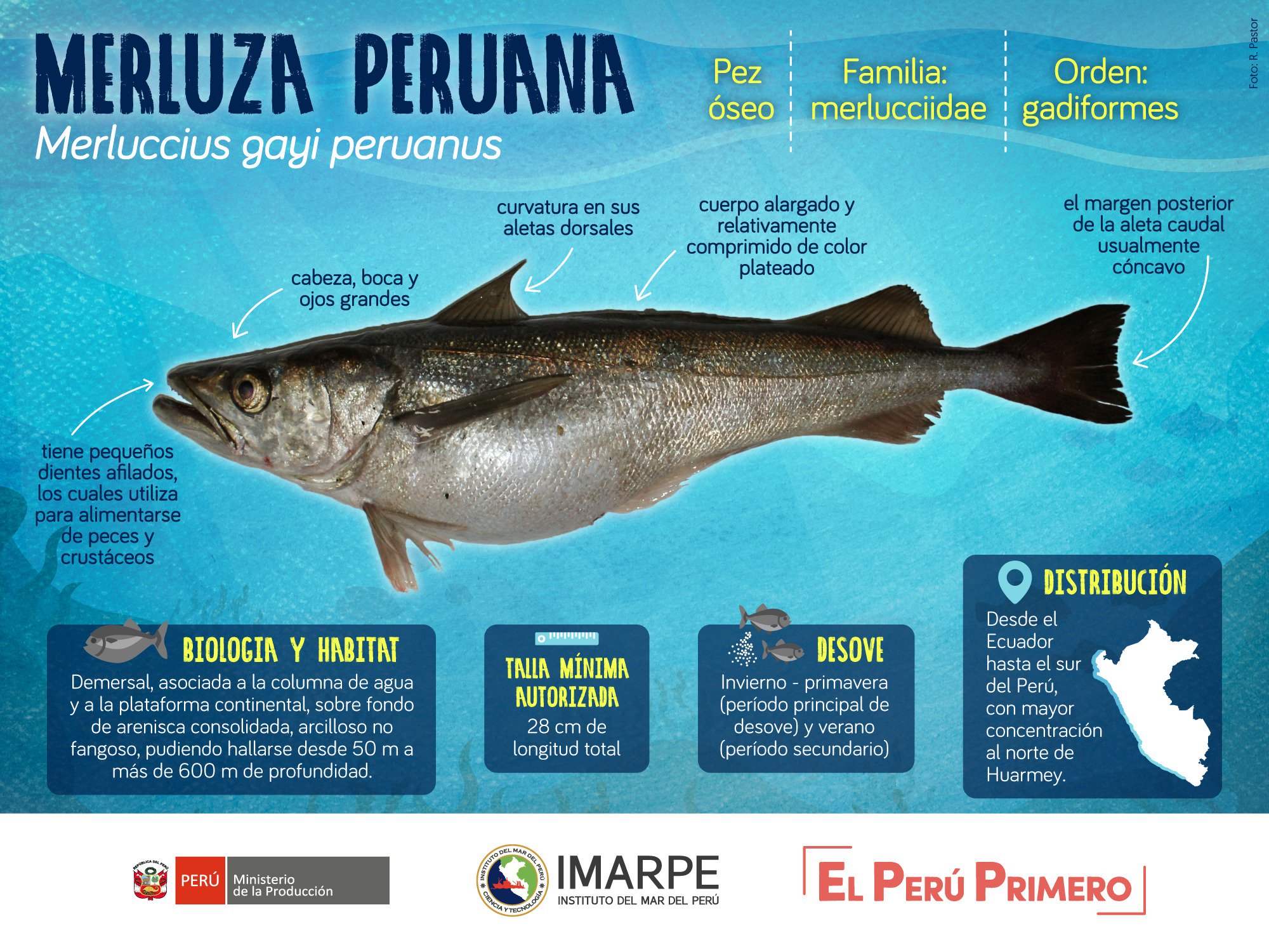 Seafood Media Group - Worldnews - The future of hake fishing in Peru