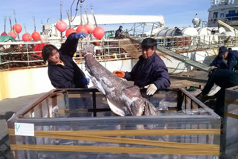 Seafood Media Group - Worldnews - Scandal over the unauthorized capture ...