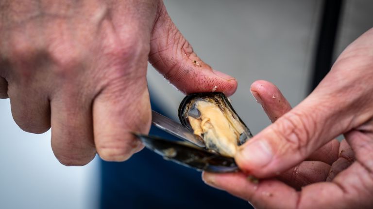 Seafood Media Group - Worldnews - Dutch's first hanging culture mussels ...