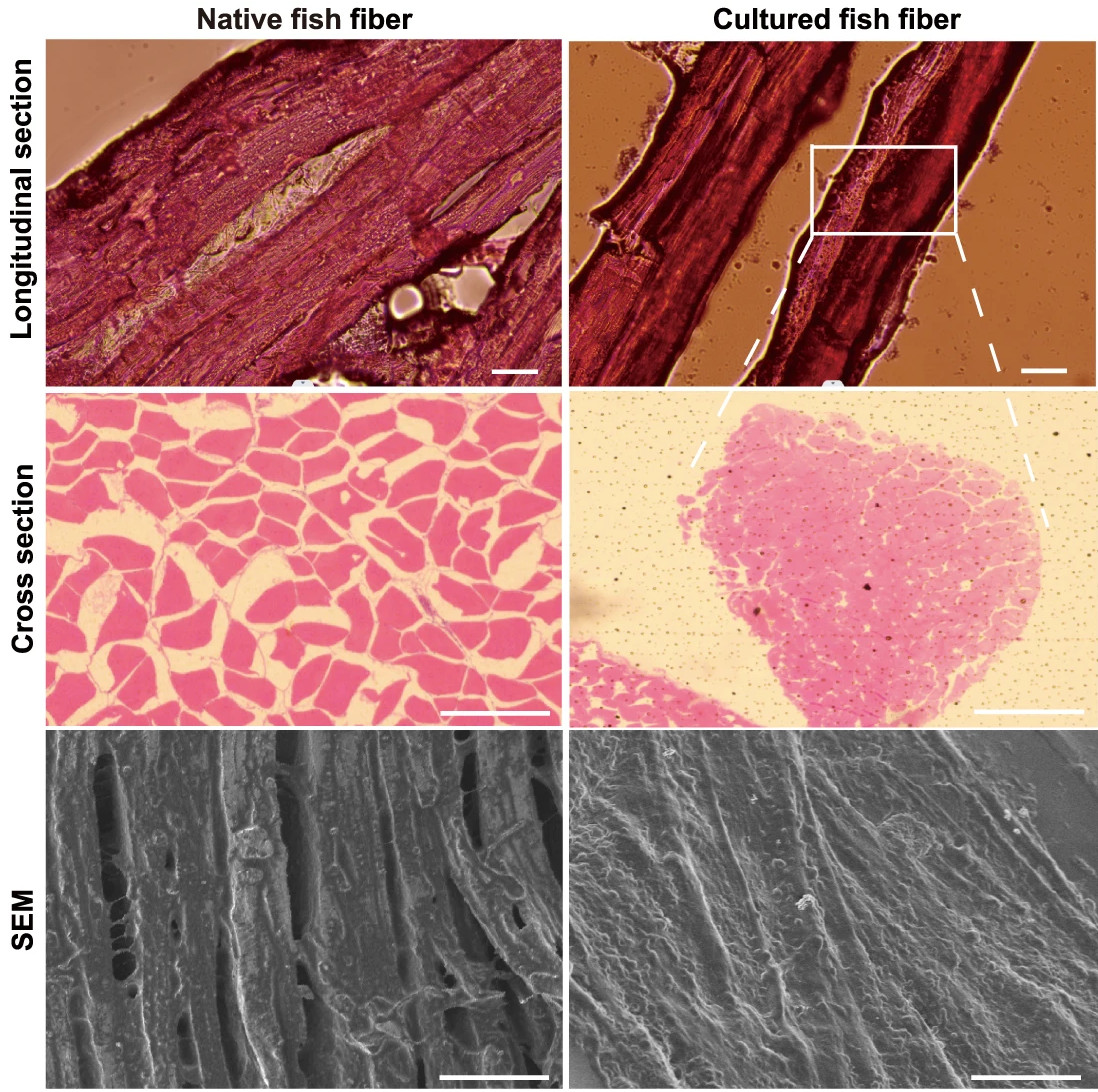 Seafood Media Group - Worldnews - Lab-grown fish fillets promise to ...