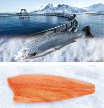 Seafood Media Group - Worldnews - Trade situation for Norwegian salmon ...