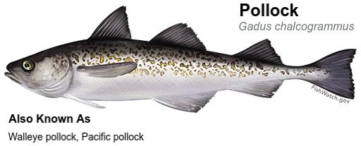 Seafood Media Group - Worldnews - West Bering Sea Russian Pollock ...