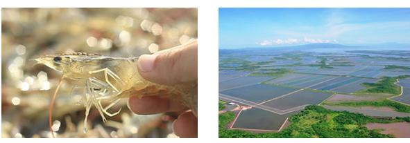 Seafood Media Group - Noticias - Cinco granjas se unen a Sustainable ...