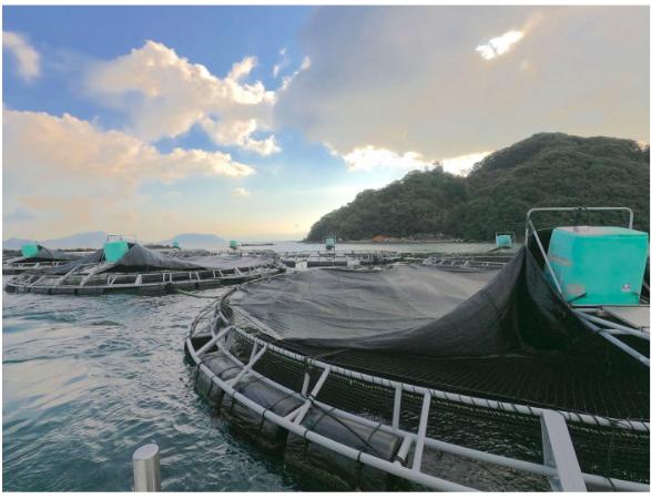 FIS - Companies & Products - First Red Sea Bream AIP in Japan Launched