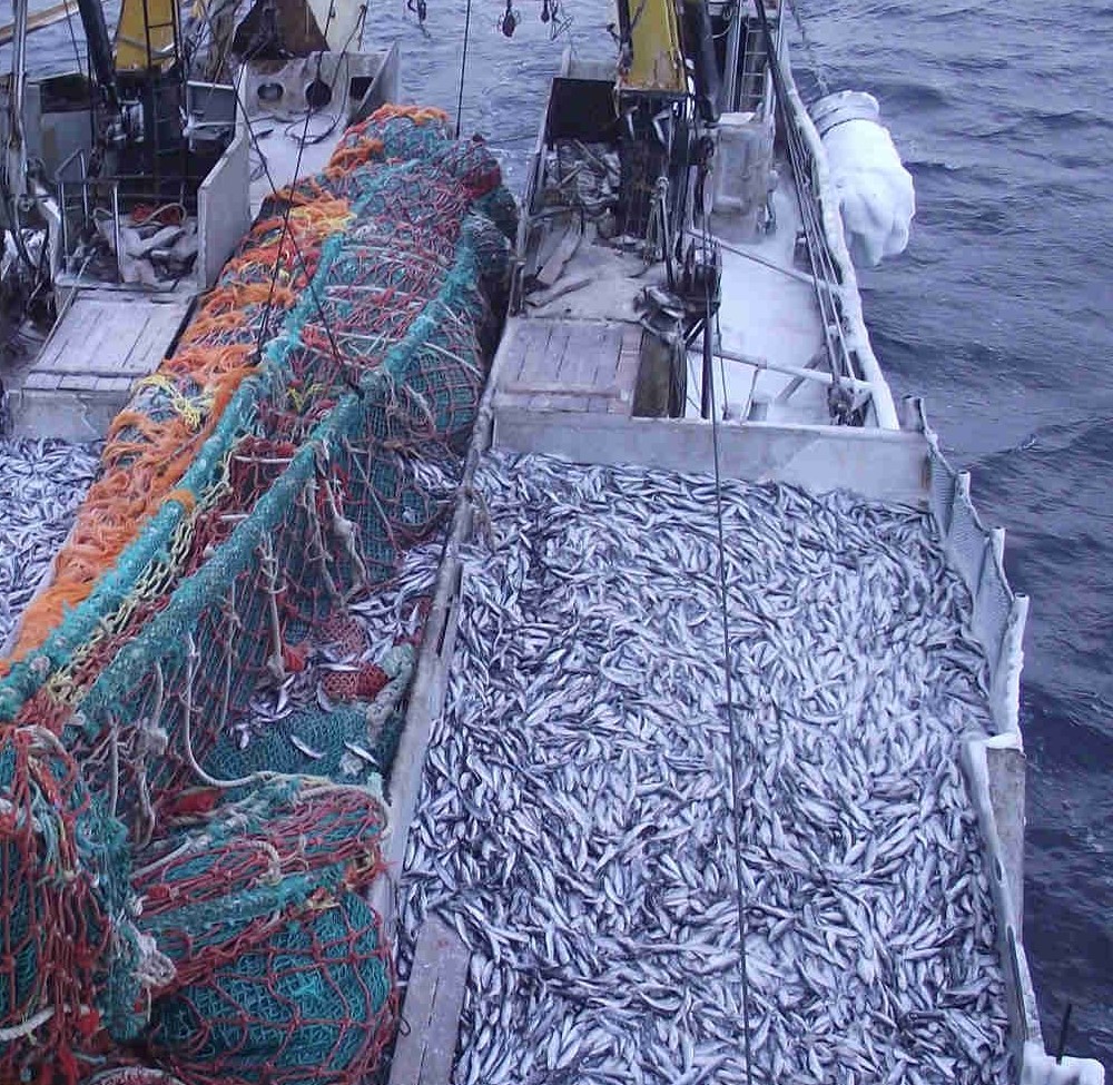 Seafood Media Group - Worldnews - POLLOCK WAR? | Rosrybolovstvo is ...