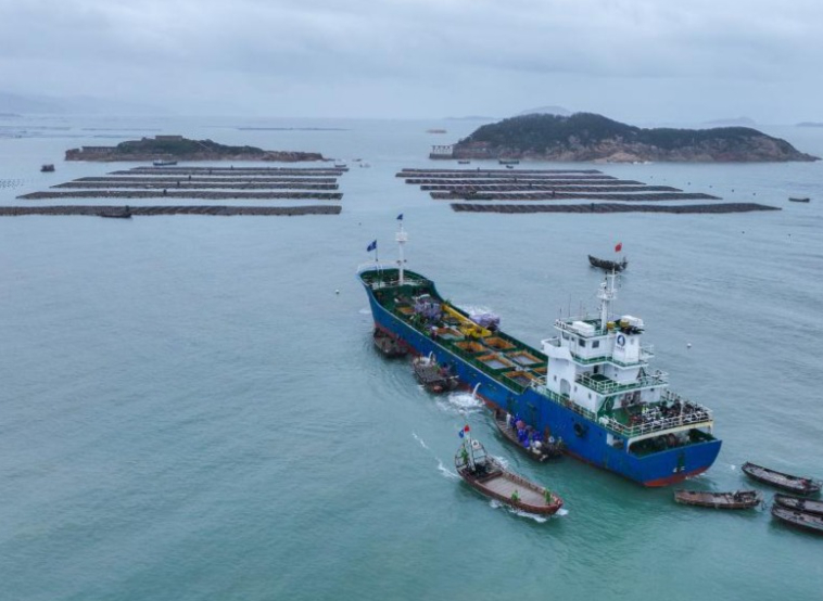 Seafood Media Group - Worldnews - Abalone Insurance lands in Lianjiang ...