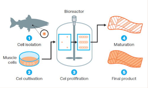 Seafood Media Group - Worldnews - Fish without catch: 'Farmed fish will ...