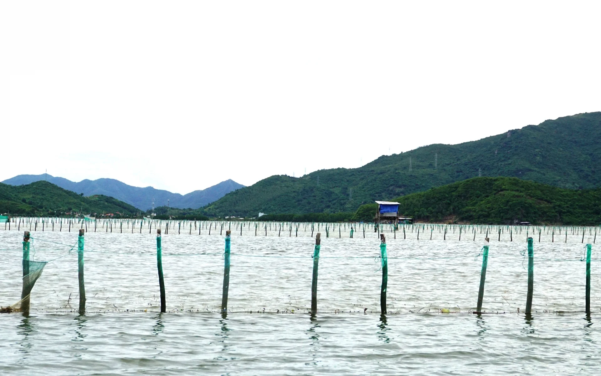 Seafood Media Group - Worldnews - Vietnam's Promising Mollusk Market ...