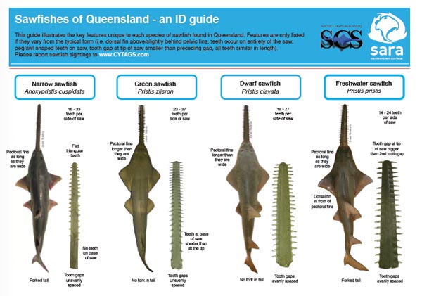 Seafood Media Group - Worldnews - Declining sawfish species prioritised ...