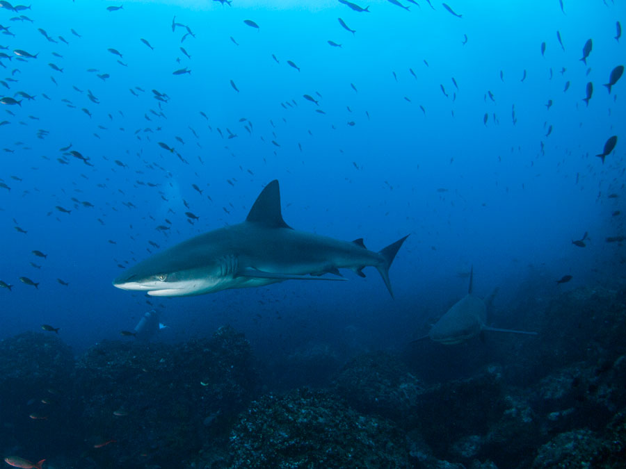 Seafood Media Group - Worldnews - Ecuador’s patchy regulations ...