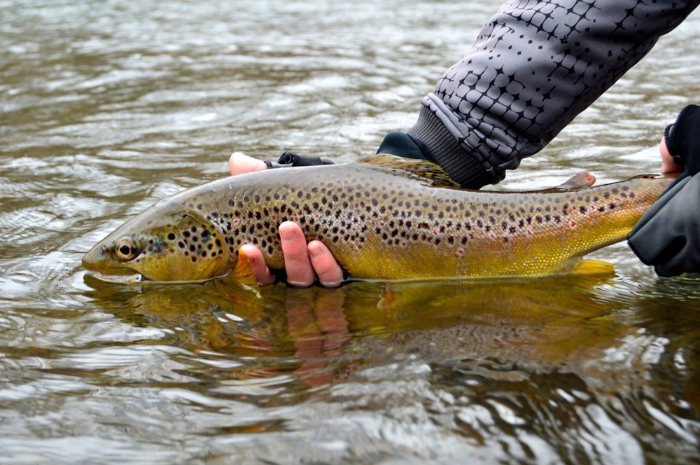 Seafood Media Group - Worldnews - Why is trout in Russia so popular in RAS?