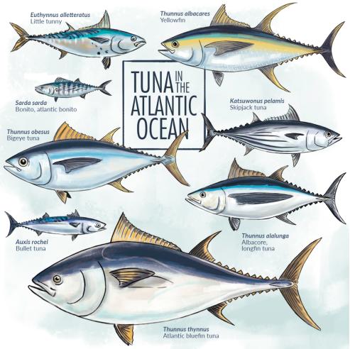 Seafood Media Group - Worldnews - Russian tuna fishing in the Atlantic ...