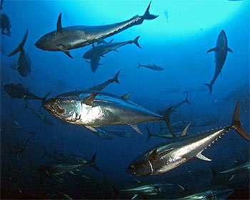 FIS - Companies & Products - IUCN's listing of tuna as endangered refuted