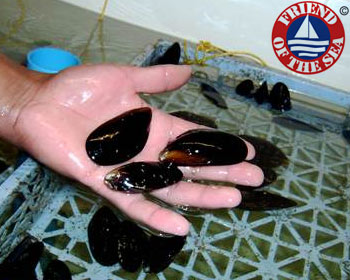 FIS - Companies & Products - Mussel company gets Friend of the Sea ...