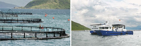 FIS - Companies & Products - Marine Farms' Cobia Sales Quadrupled