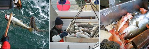 FIS - Companies & Products - Sæmark’s Icelandic Longline Cod and ...
