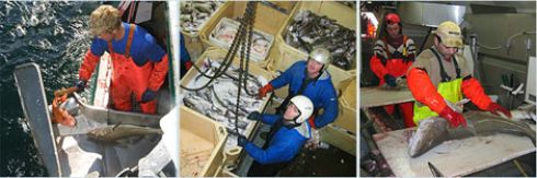 FIS - Companies & Products - Sæmark’s Icelandic Longline Cod and ...
